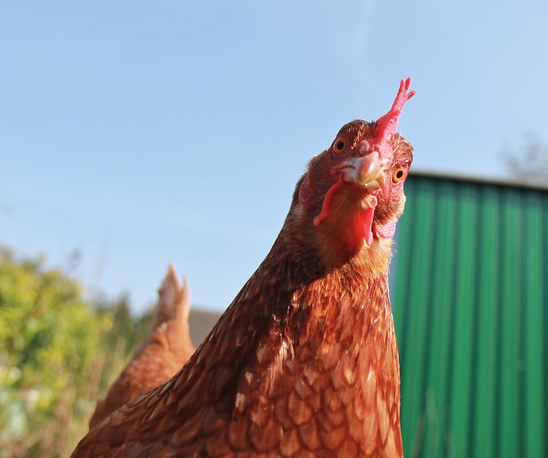 What to do with an unwanted Chicken - The False 9